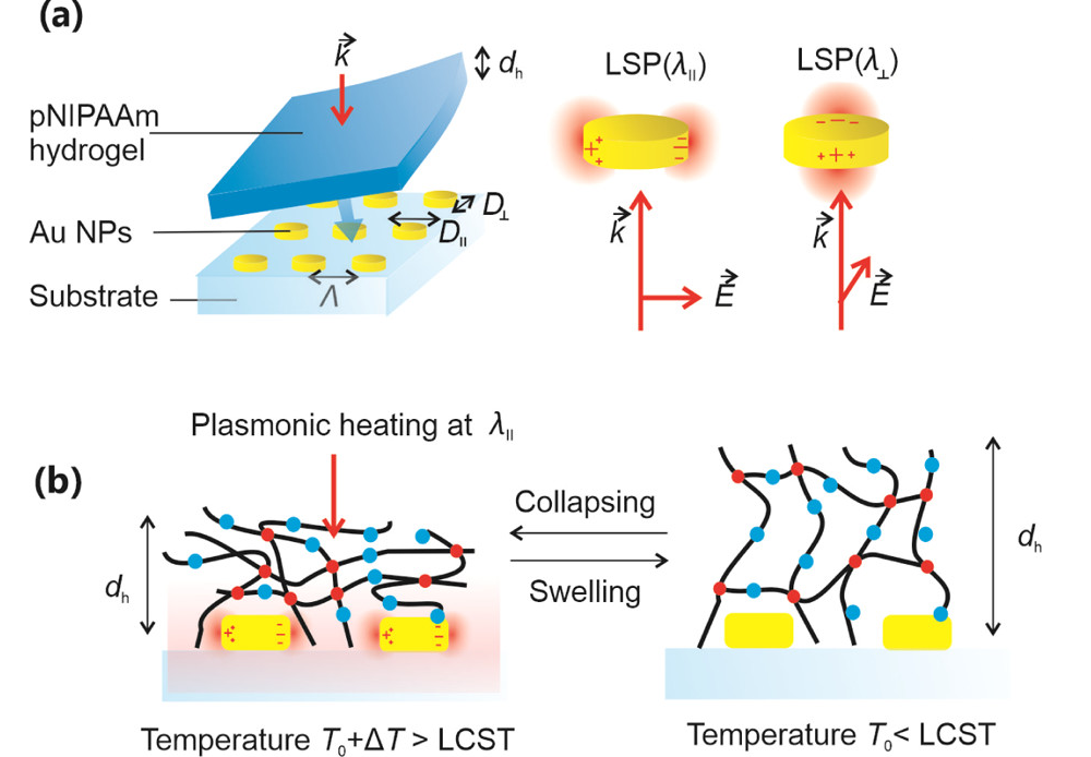 NEW Case Study on Rapid Transitions of Thermo-Responsive Polymer Networks – Wavelength Electronics